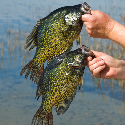 Spring Panfishing – Erie & Creek Tackle